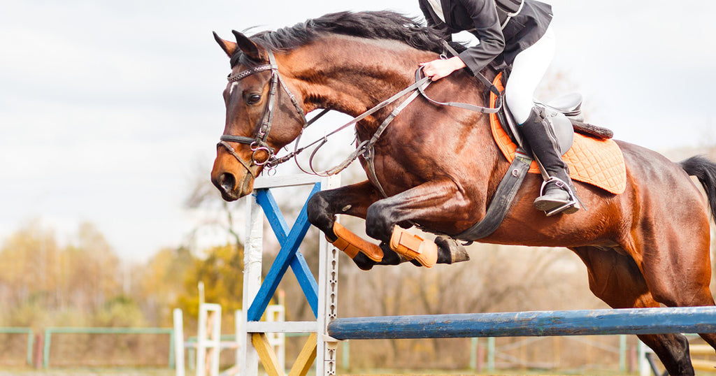 Optimal fodring af Springhesten